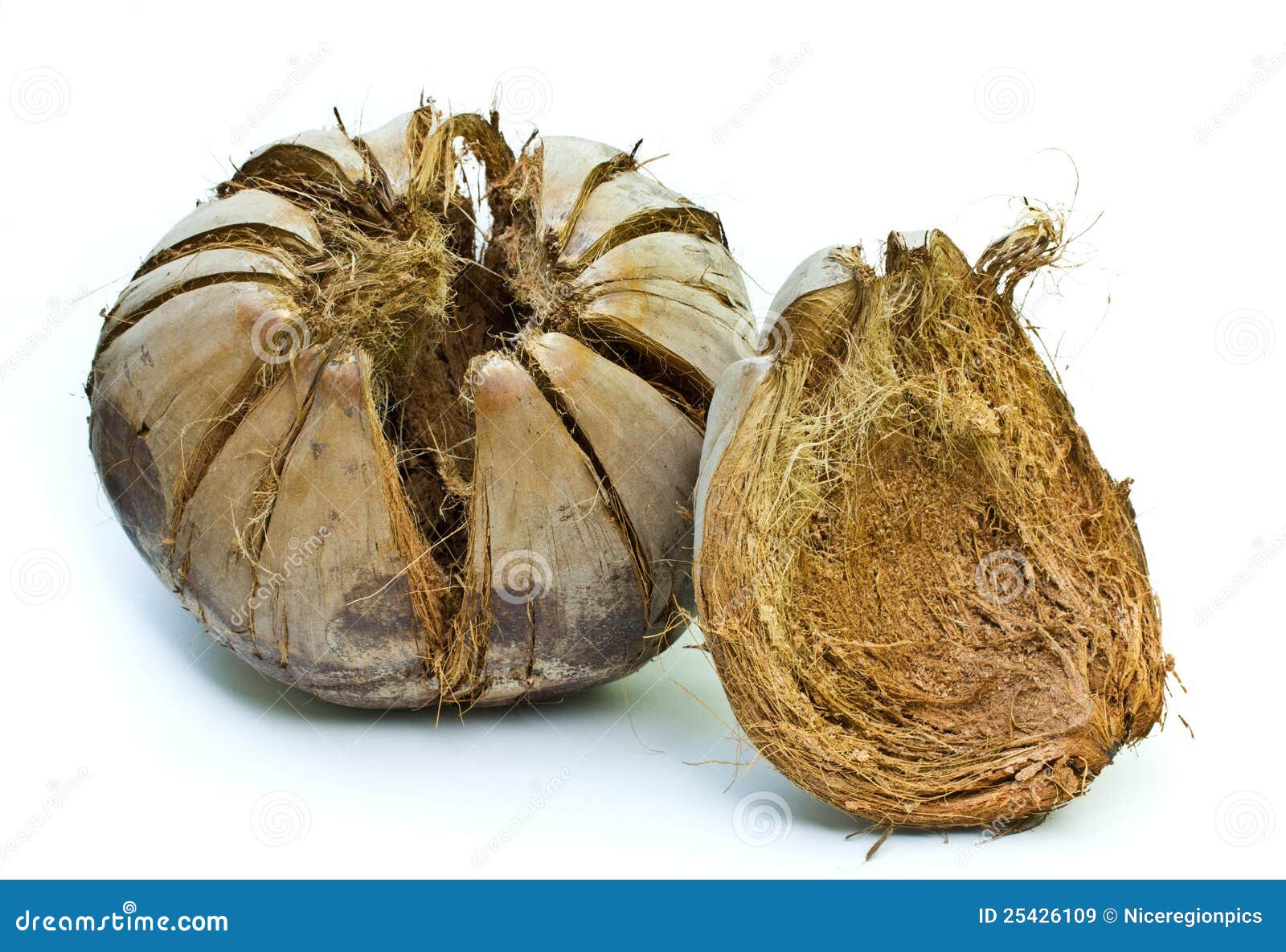 Coconut shell. stock image. Image of nature, shell, tropic - 25426109