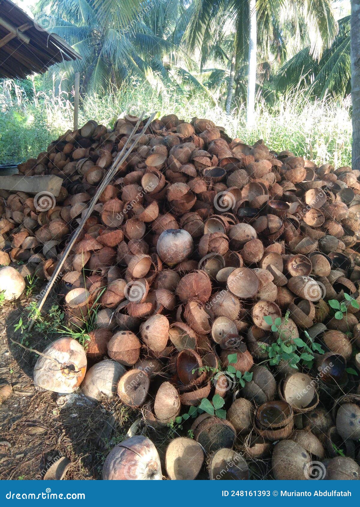 Coconut Shell is the Basic Material for Making Charcoal To Be Processed ...