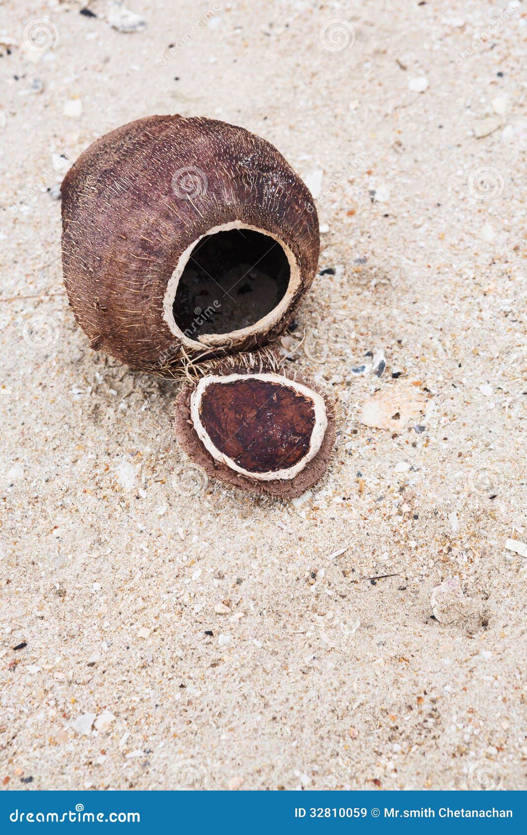 The Coconut Shell On The Ground In The Forest Look Like Human Face ...