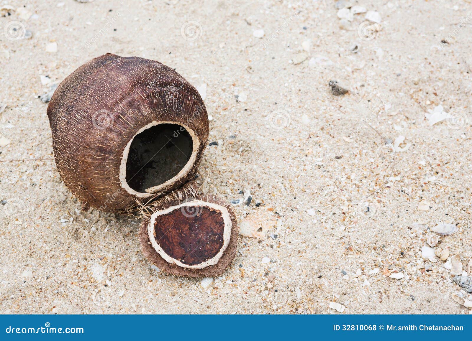 Coconut shell on the beach stock photo. Image of seaside - 32810068