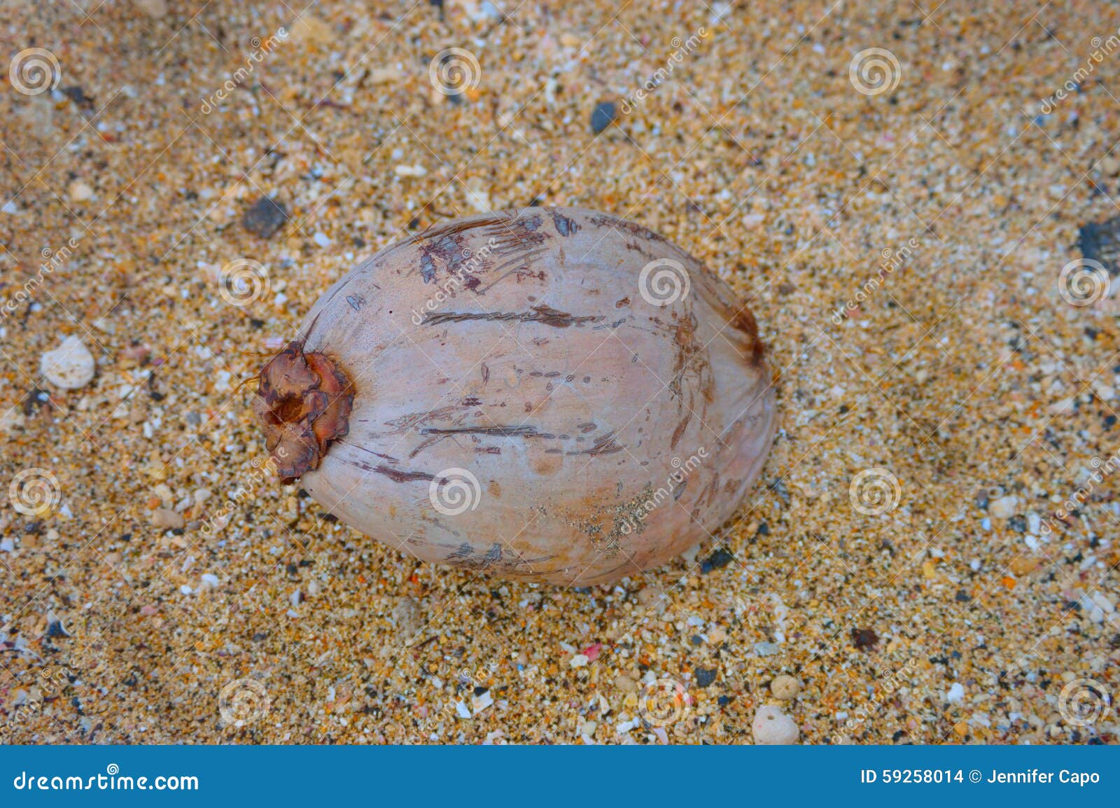 Coconut on shell beach stock photo. Image of fruit, sand - 59258014