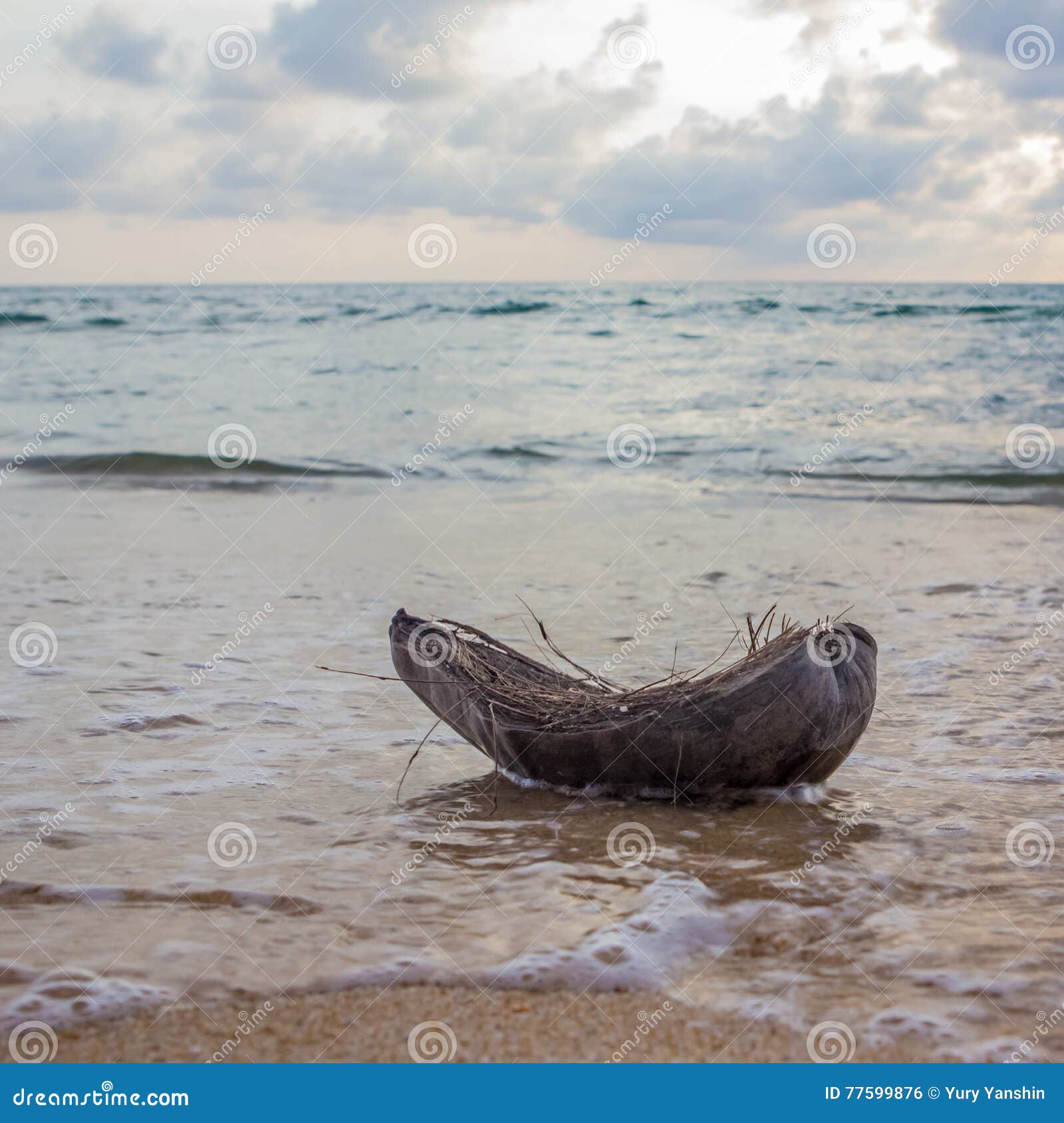 Coconut shell on the beach stock photo. Image of brown - 77599876