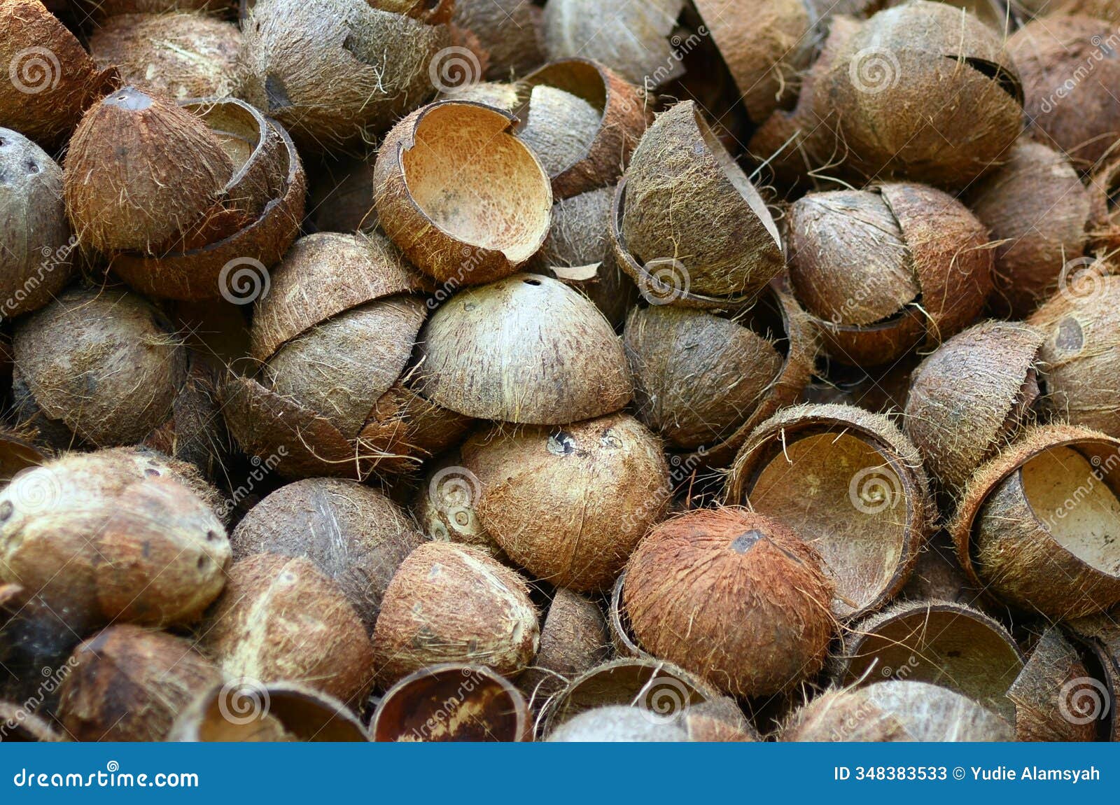 Coconut Shell Borneo stock image. Image of wildlife - 348383533