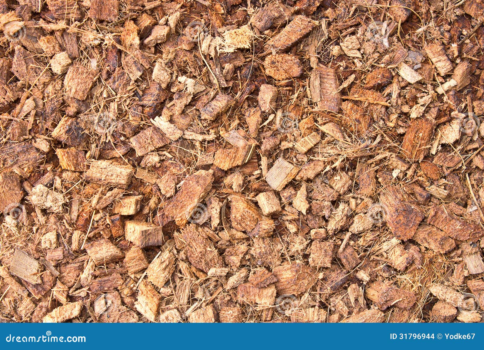 Coconut shell stock photo. Image of fiber, brown, closeup - 31796944