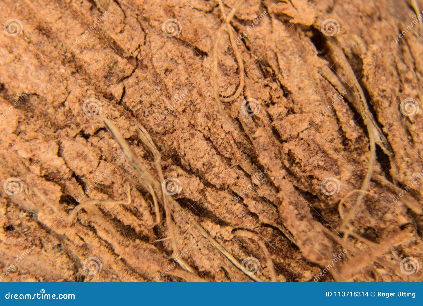 Coconut Shell Close up stock photo. Image of drink, coconut - 113718314