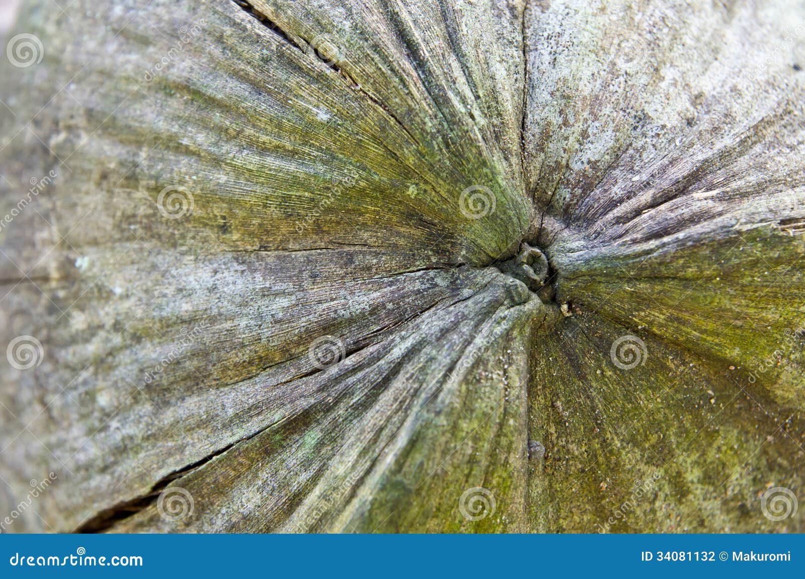 Coconut shell stock photo. Image of bottom, fruit, background - 34081132