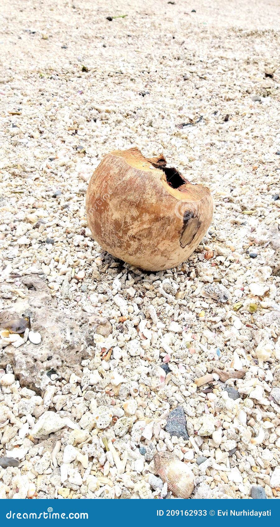 Coconut Shell stock image. Image of coco, beach, onthebeach - 209162933