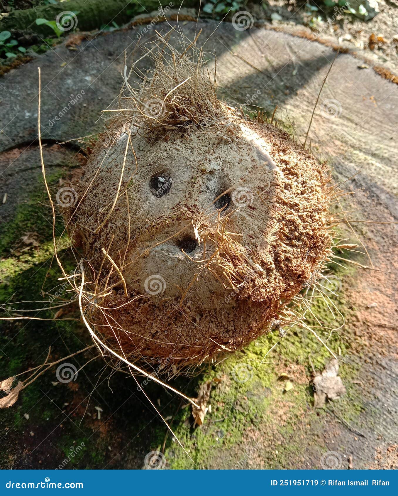 Shell In Tree With Sky Background Stock Image | CartoonDealer.com #95805679
