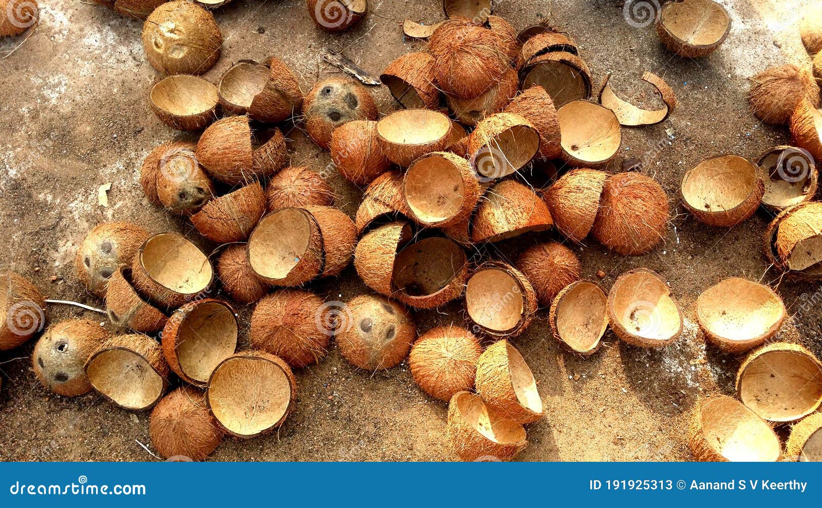 Coconut Shell Drying Outside Environment Stock Image - Image of drying ...