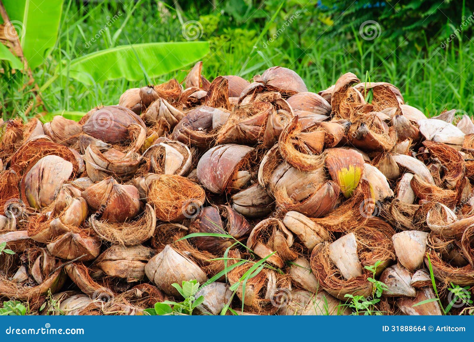 Coconut shell stock photo. Image of peels, organic, photograph - 31888664