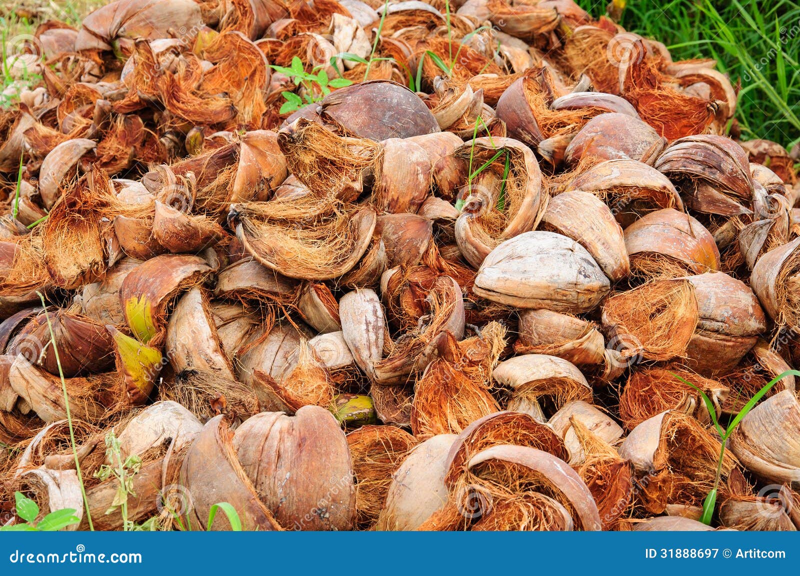 Coconut shell on floor stock image. Image of shell, photographs - 31888697