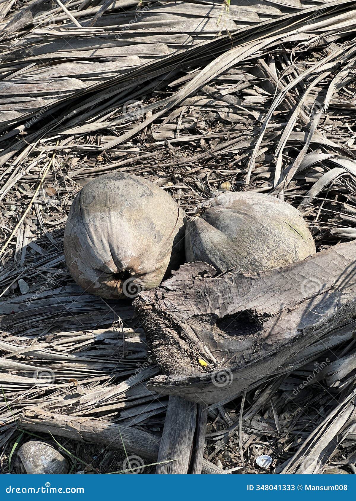 Coconut and Coconut Shell on the Ground Stock Image - Image of nature ...