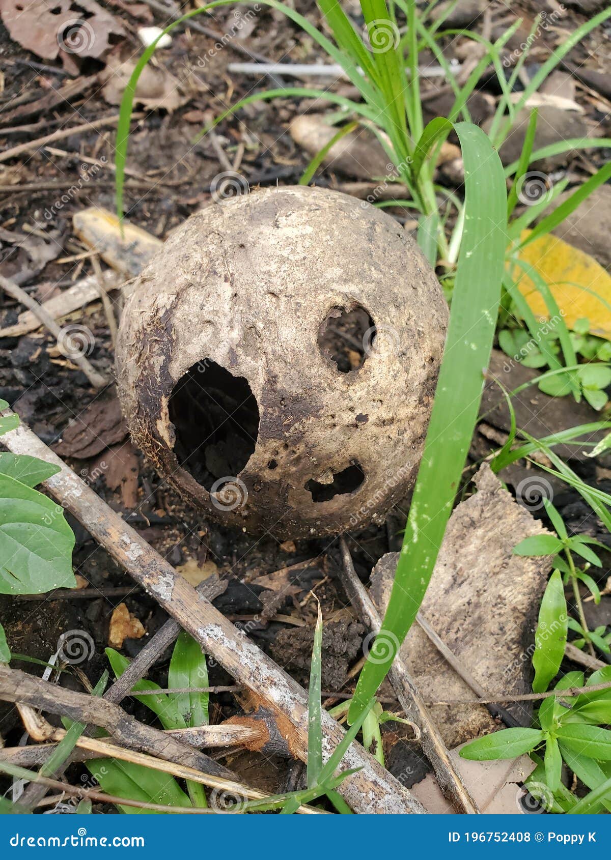 The Coconut Shell on the Ground in the Forest Look Like Human Face ...