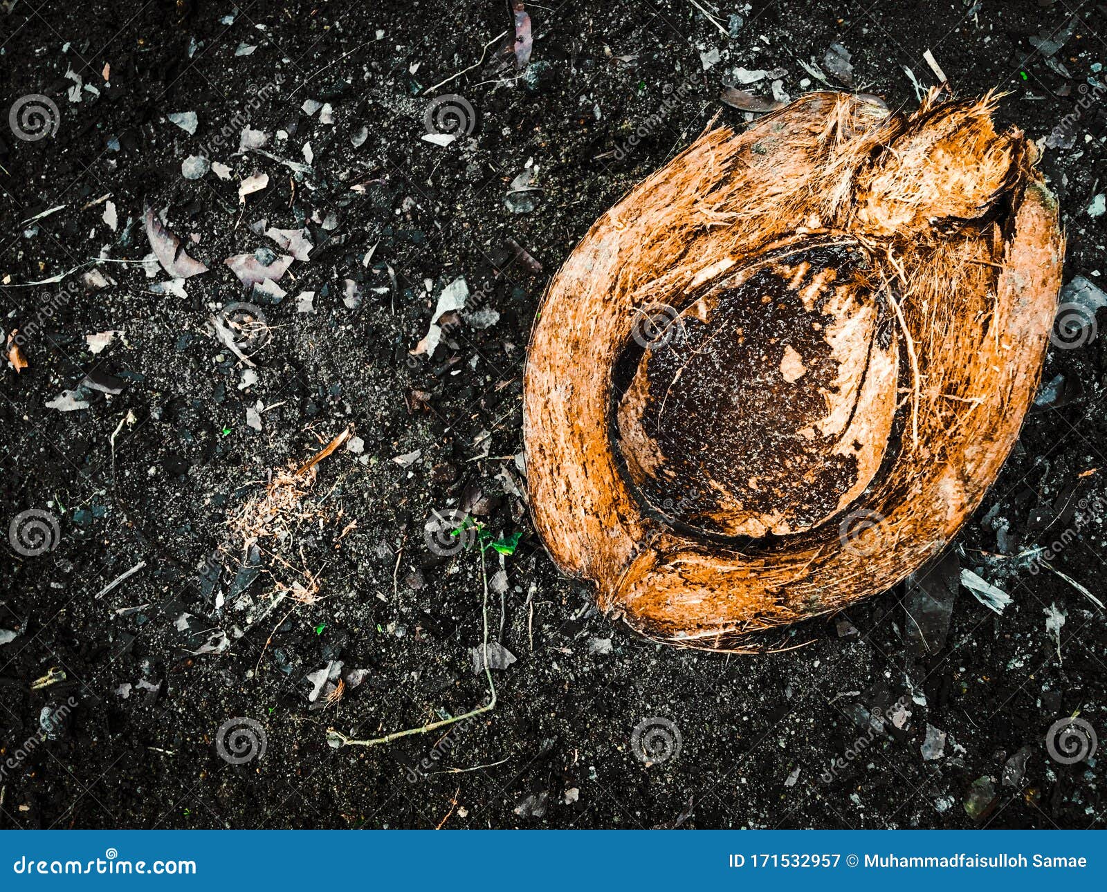 Coconut Shell on a Ground with Space for Copy Space Stock Image - Image ...