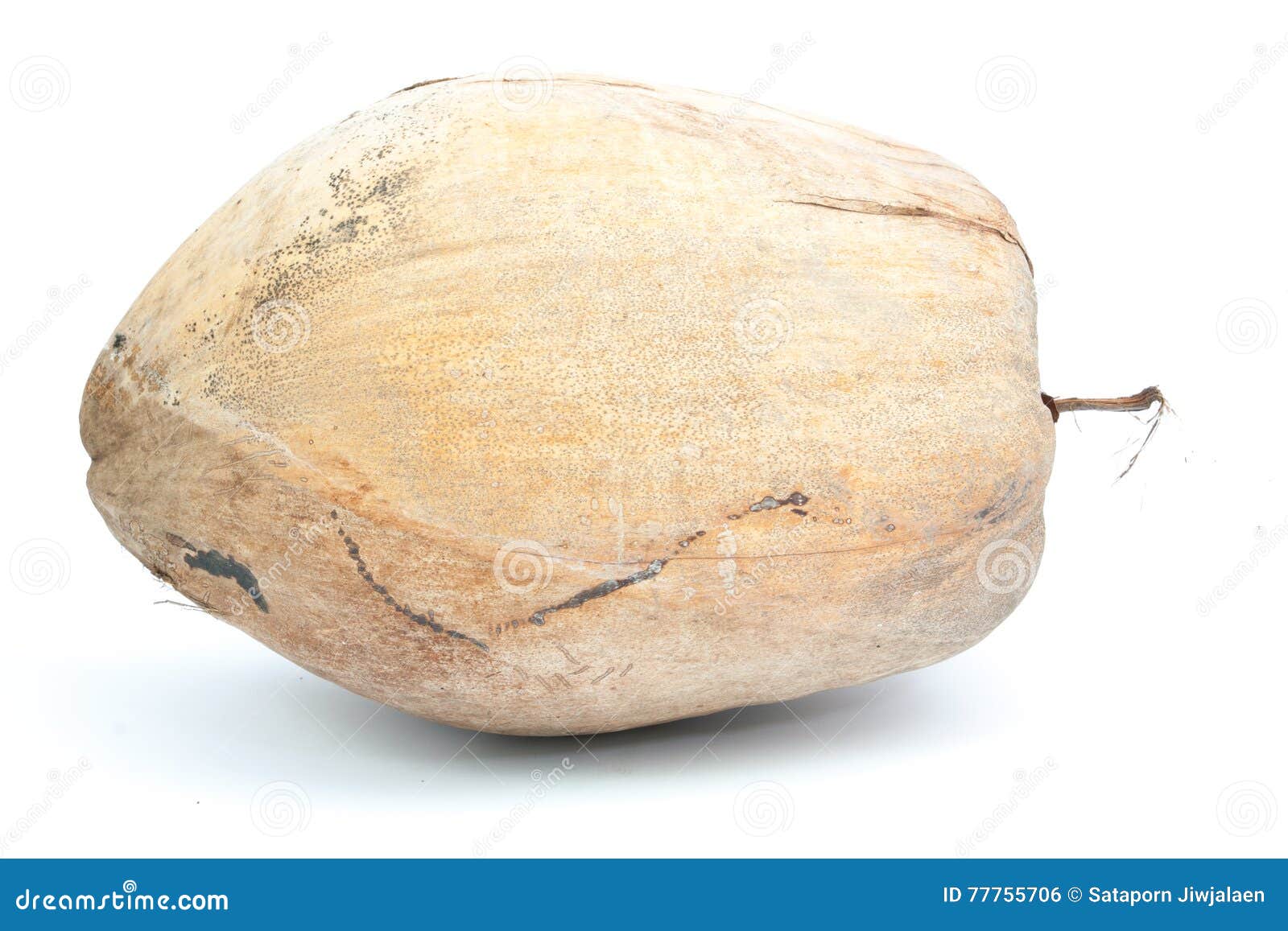 Coconut in shell isolated stock photo. Image of copra - 77755706