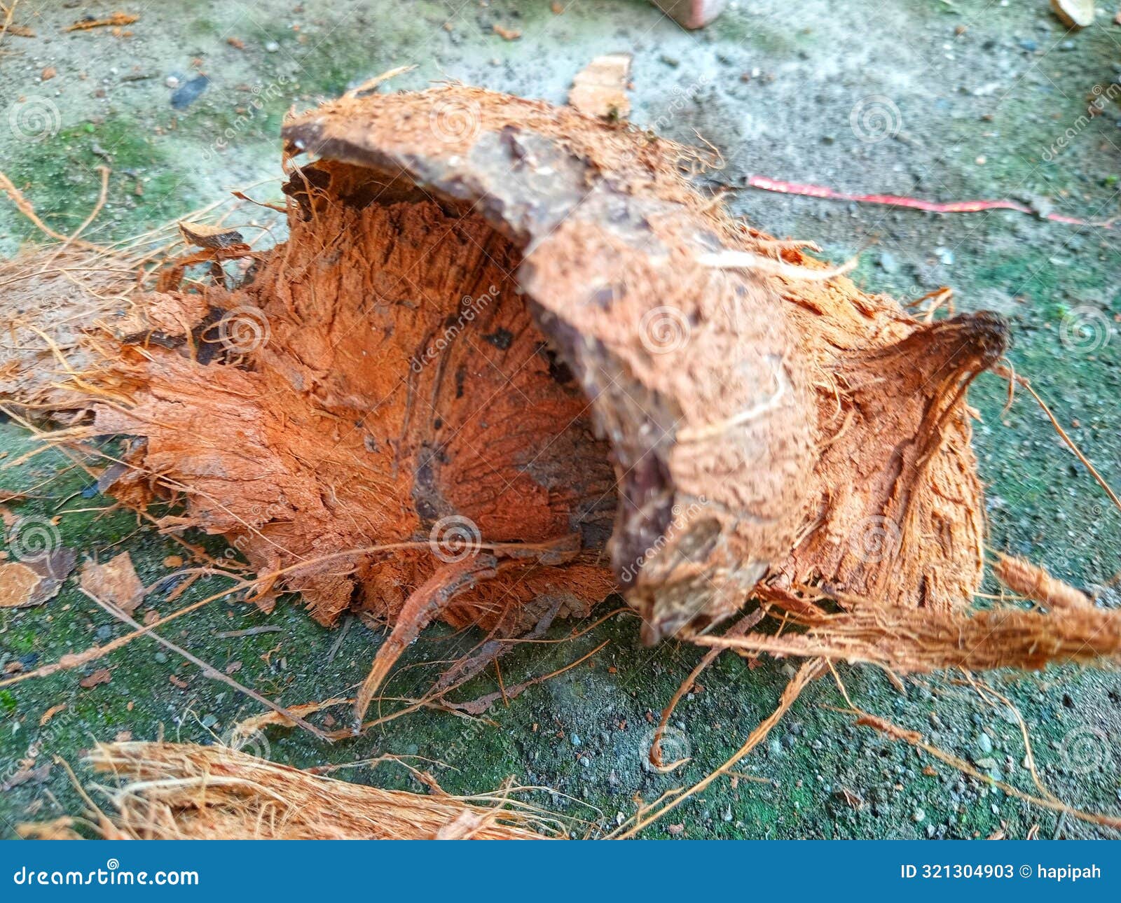 Coconut Shell for Making Charcoal Stock Image - Image of charcoal ...