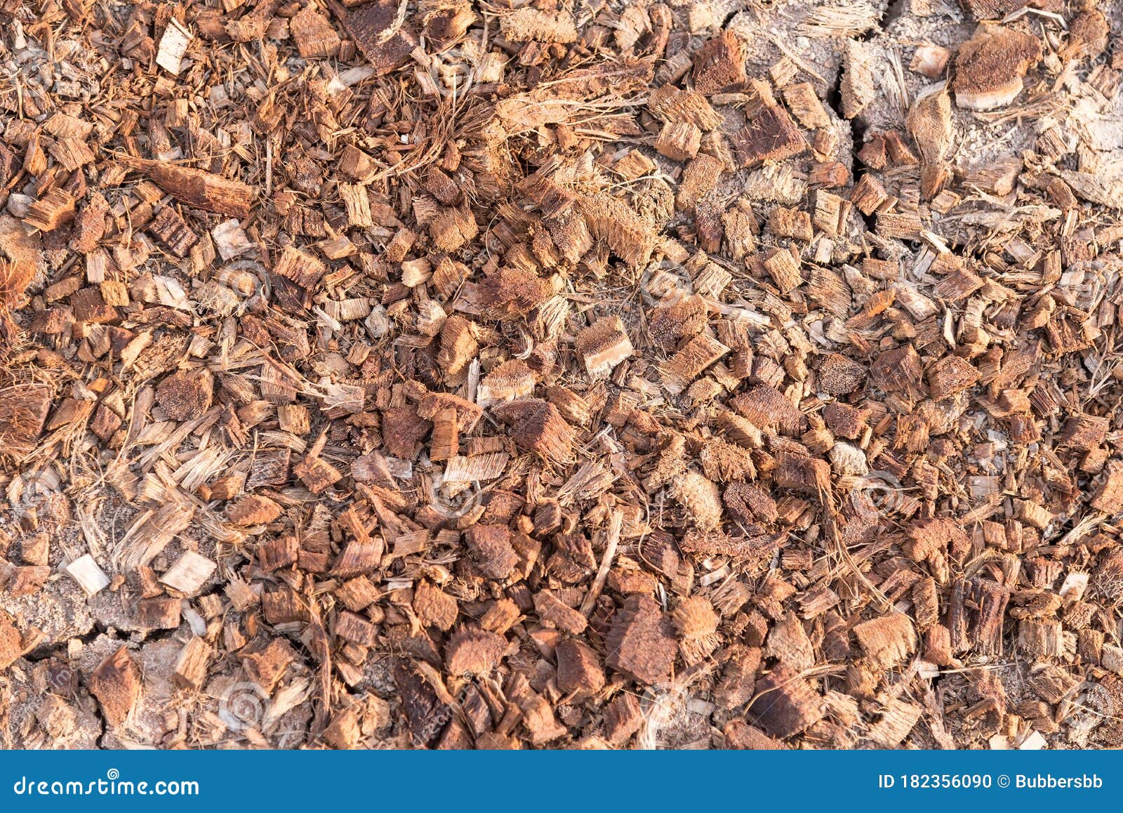 Coconut Shell Mixed with Soil for Planting Trees. Organic Plant Concept ...