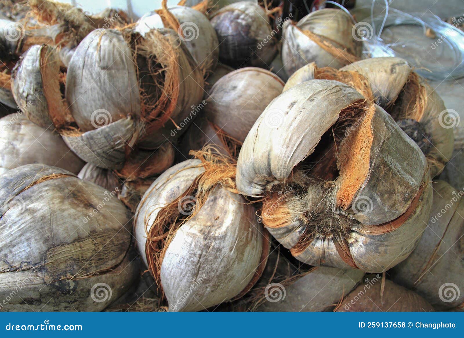 Coconut Shell for Nature Fuel Stock Photo - Image of healthy, firewood ...