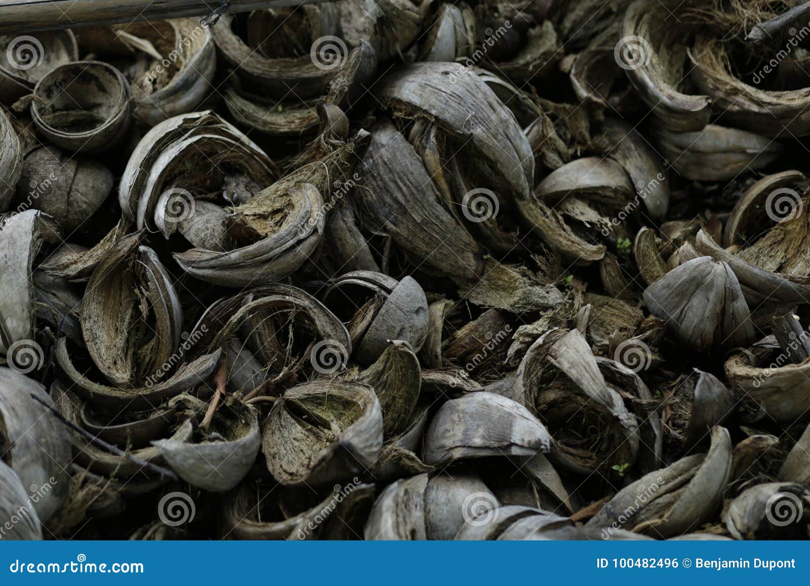 Coconut shell peel stock photo. Image of texture, composte - 100482496