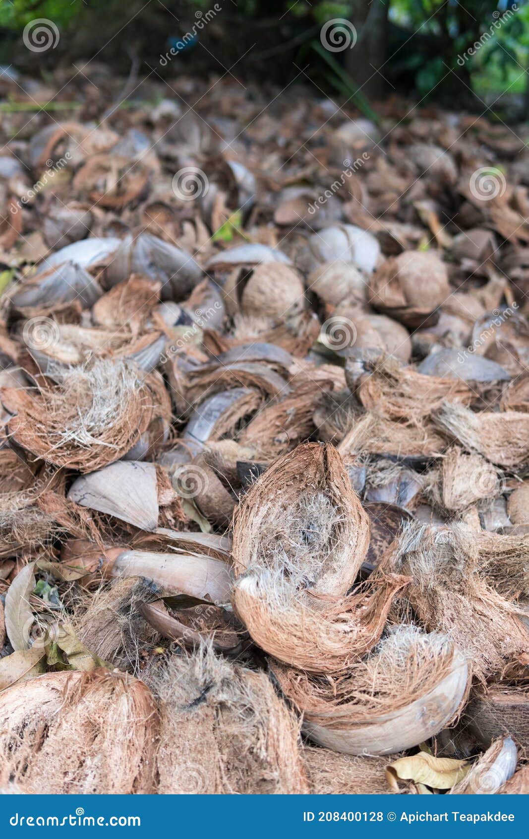 Coconut shell pile stock photo. Image of fruit, shell - 208400128