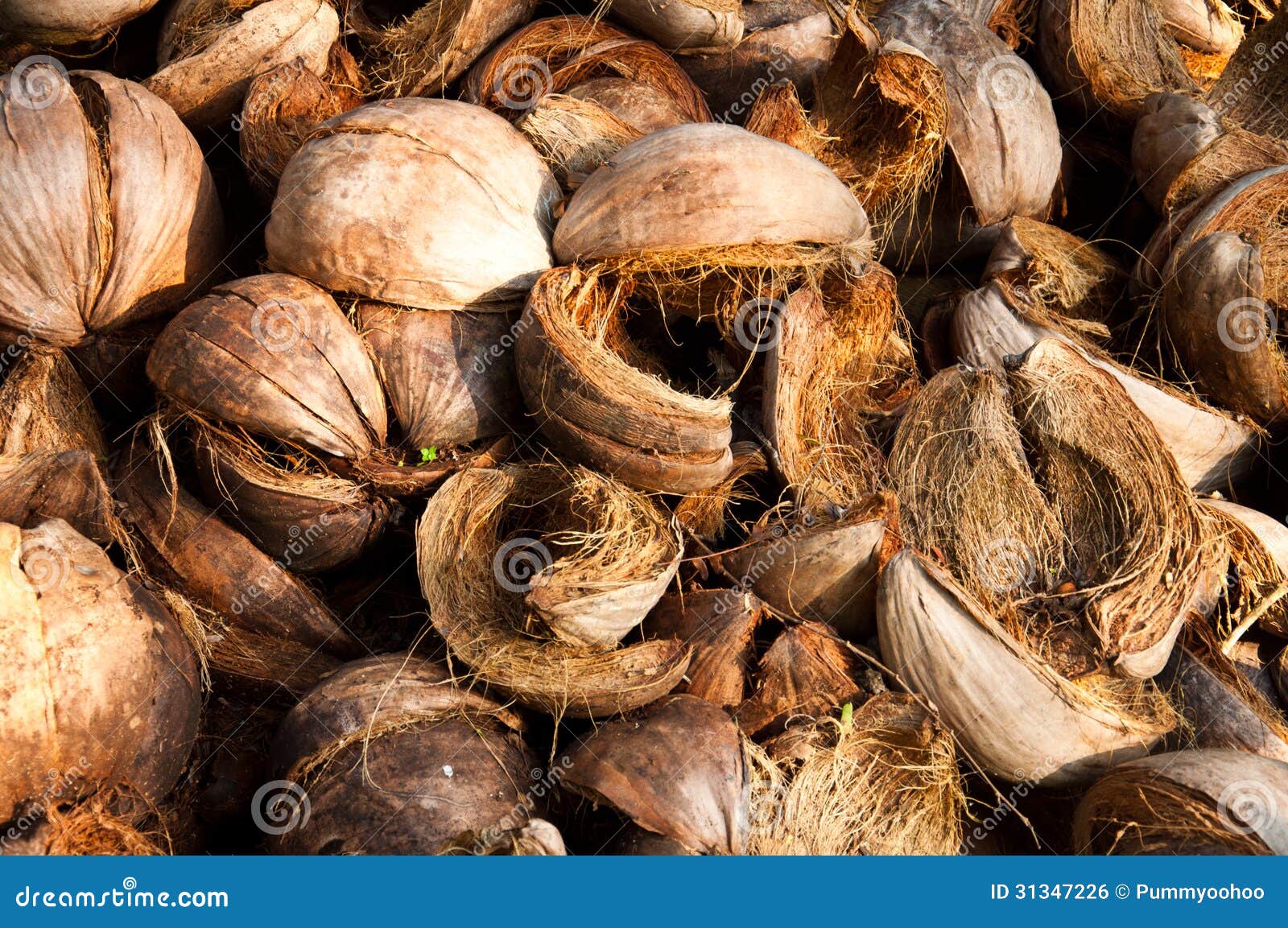 Coconut shell stock photo. Image of asian, pile, reject - 31347226