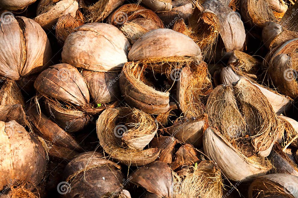 Coconut shell stock photo. Image of asian, pile, reject - 31347226
