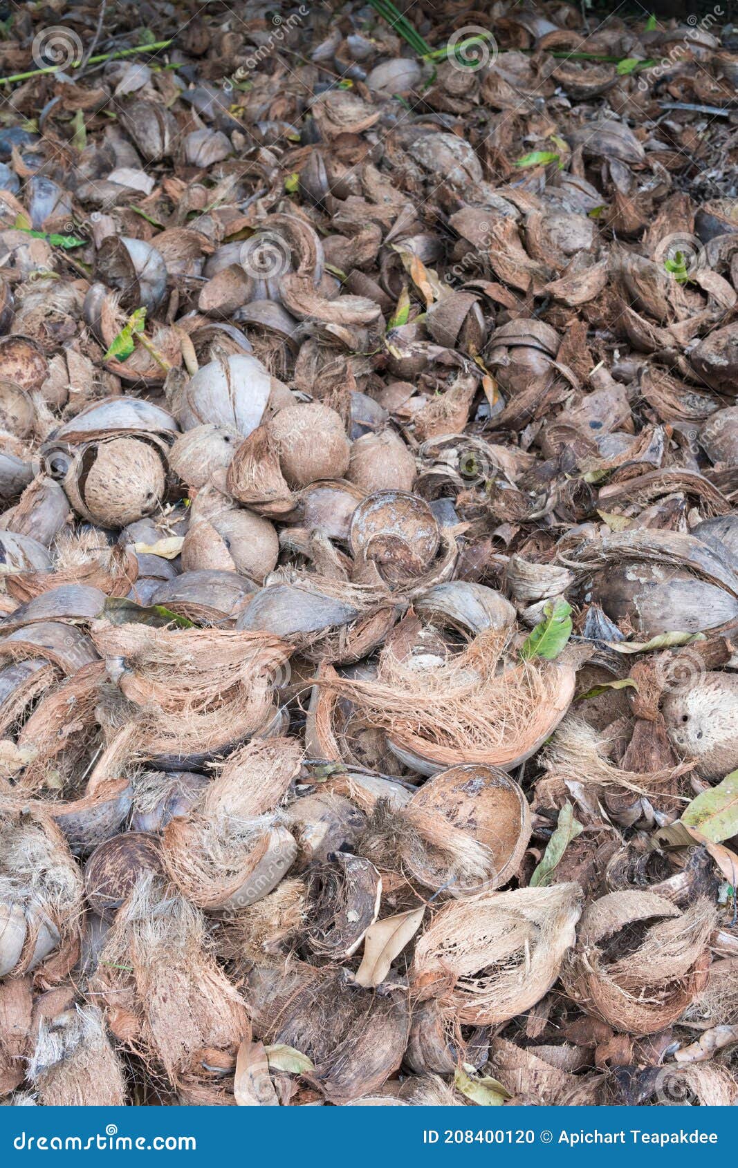 Coconut shell pile stock photo. Image of texture, shell - 208400120