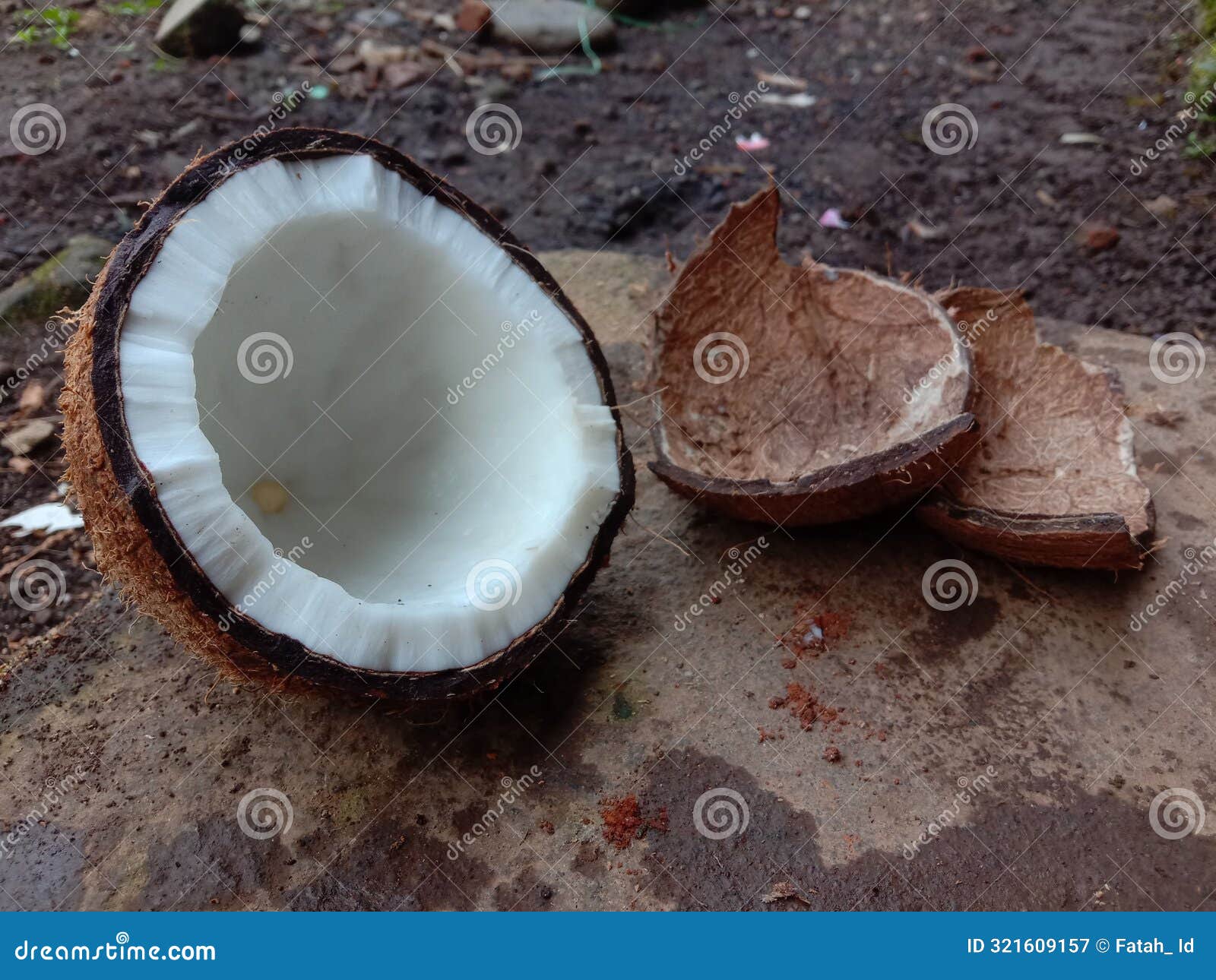 The Coconut and Shell are Split, Fresh White with Thick Flesh Stock ...