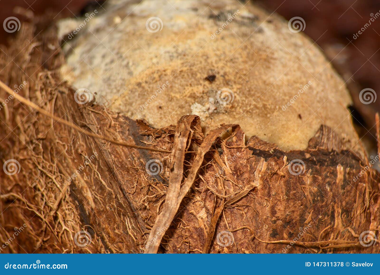 Coconut without shell stock photo. Image of husk, macro - 147311378