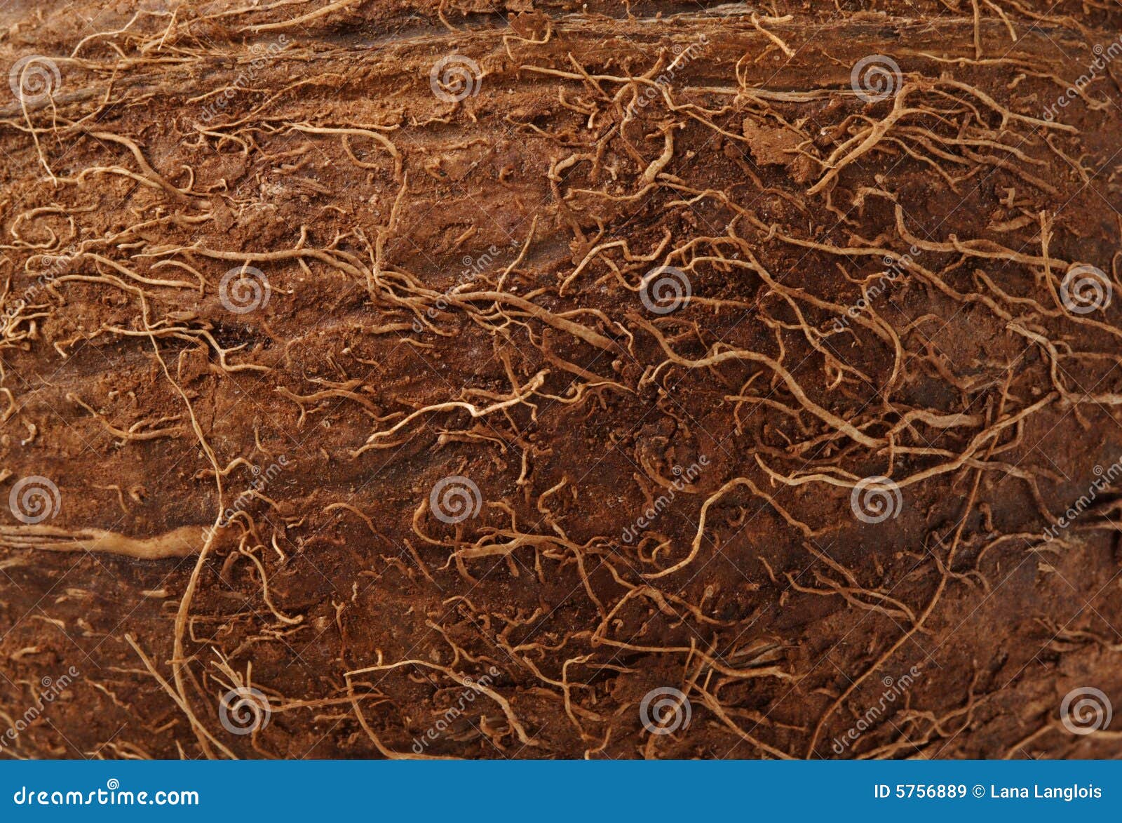 Coconut shell texture stock image. Image of coconut, natural - 5756889