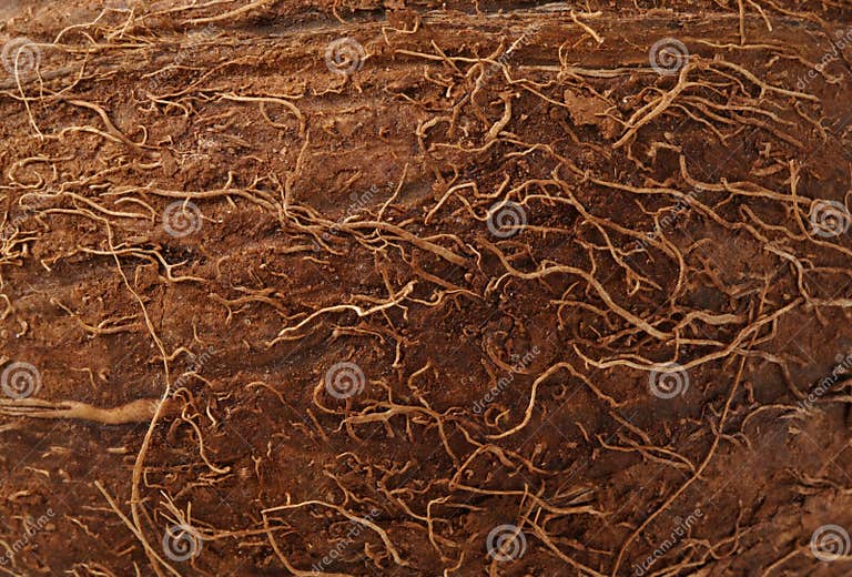 Coconut shell texture stock image. Image of coconut, natural - 5756889