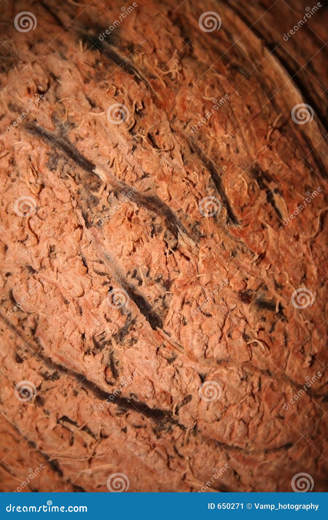 Coconut Shell Texture stock image. Image of bark, vines - 650271