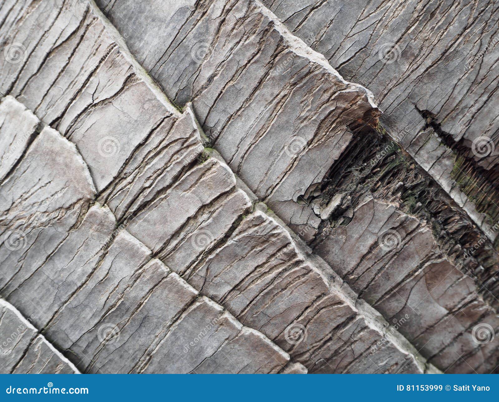 Coconut shell stock image. Image of background, design - 81153999