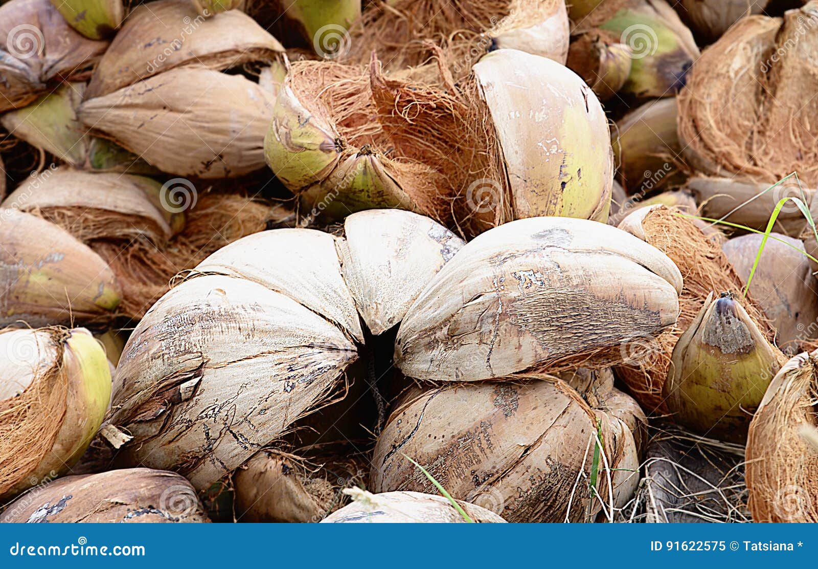 Coconut shell, texture stock image. Image of fruit, pile - 91622575