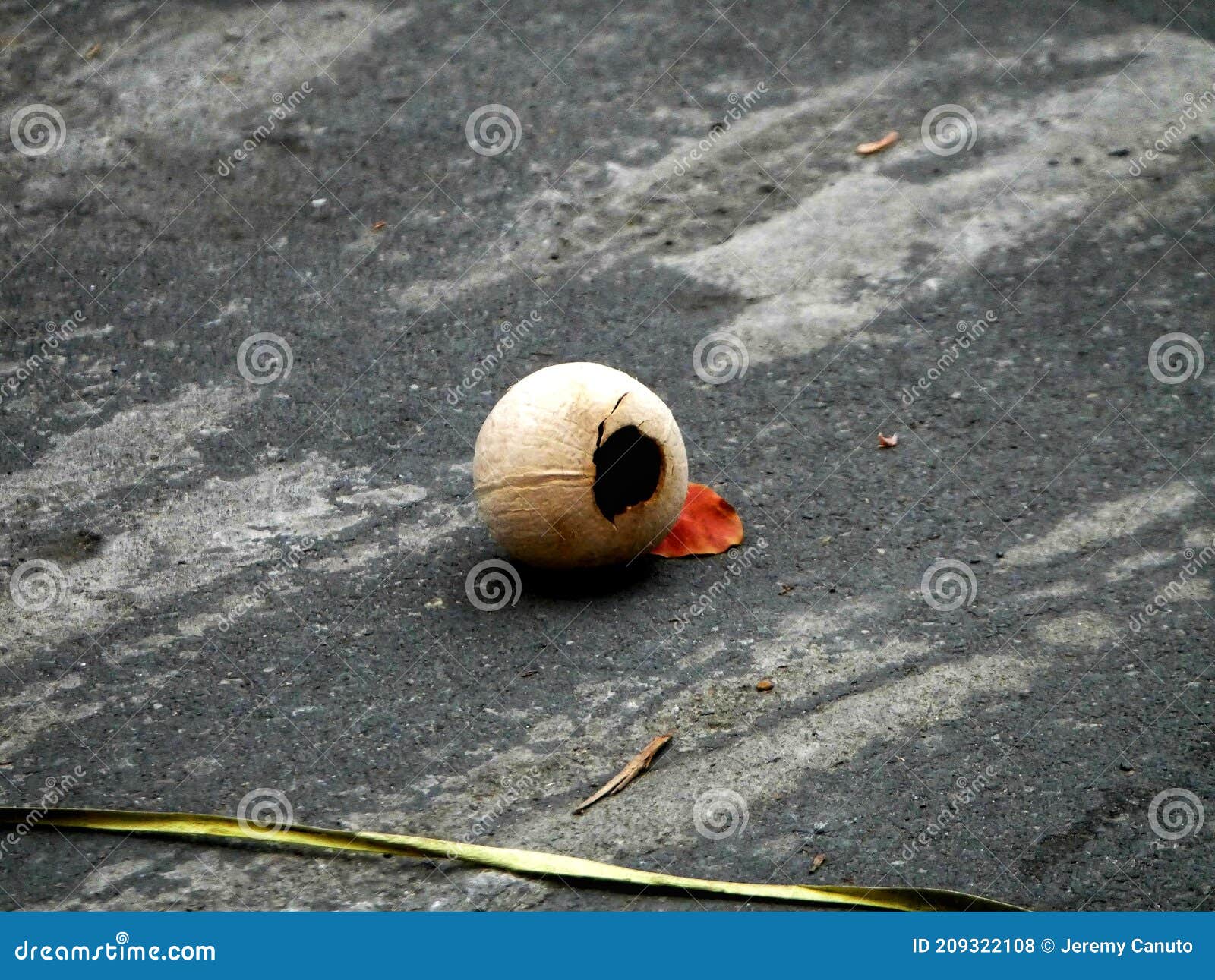 Coconut Shell Thrown on Ground after Drinking Hanoi Vietnam Stock Photo ...