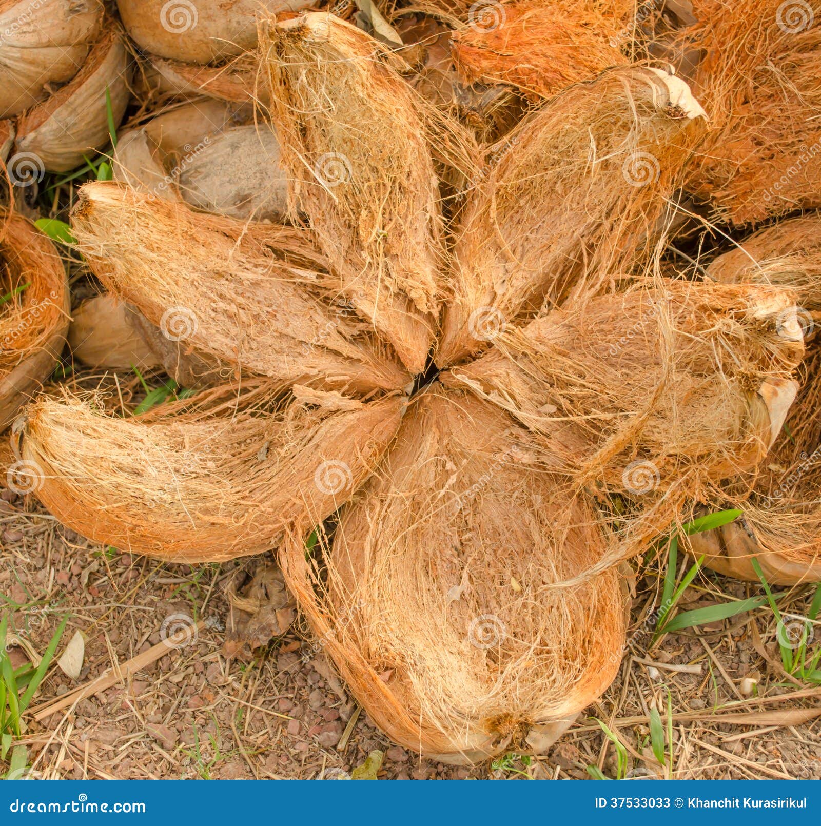 Coconut shell stock image. Image of planting, coconut - 37533033