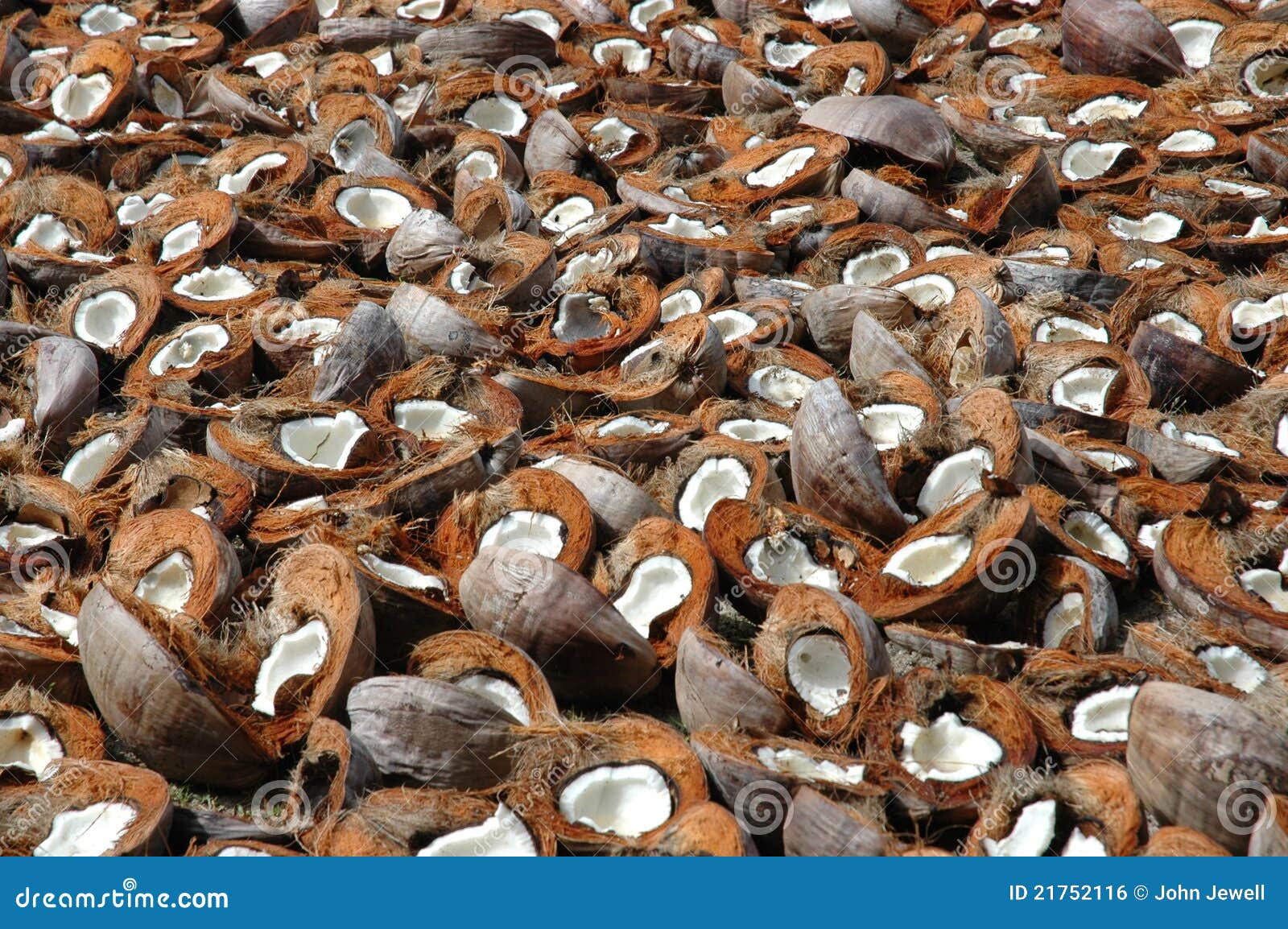Coconut Shells stock photo. Image of trees, fruit, soft - 21752116