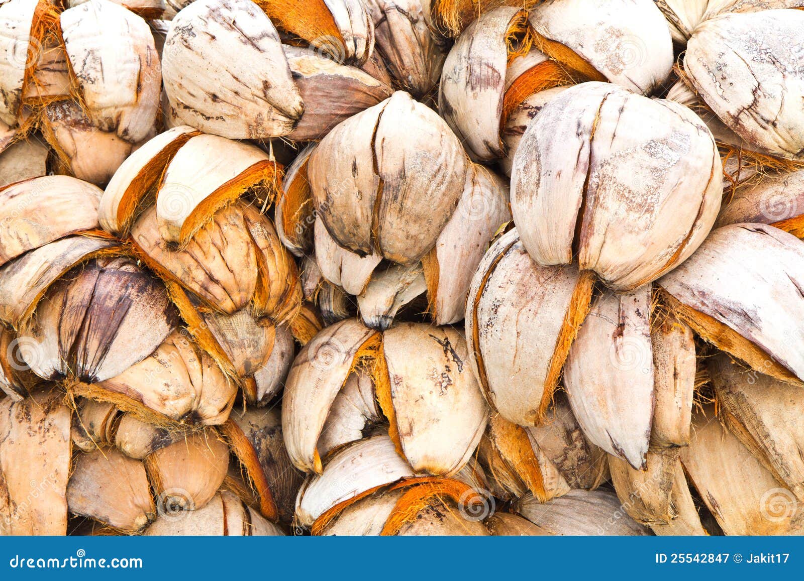 Coconut shells stock image. Image of organic, brown, peel - 25542847