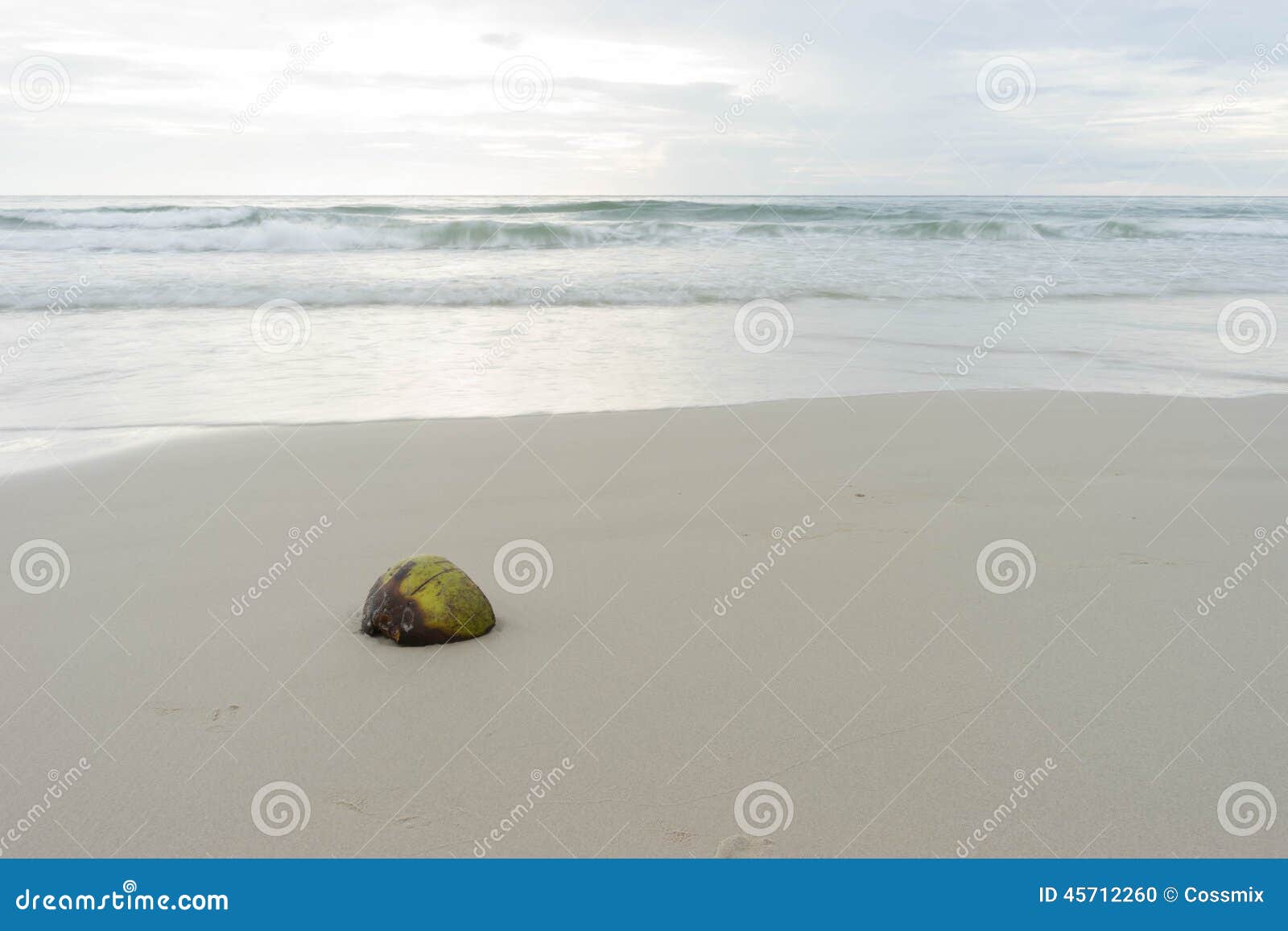Coconut Shells on the Beach Stock Photo - Image of left, beach: 45712260