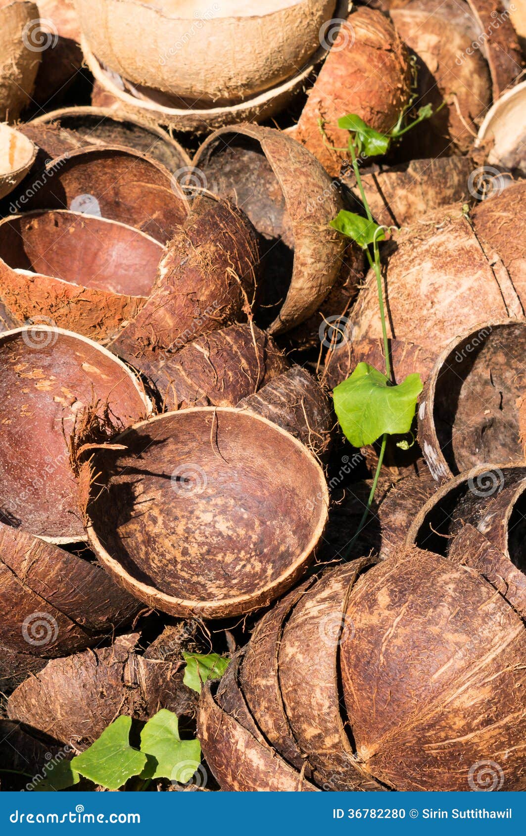 Coconut Shells with Green Vine Stock Photo - Image of market, natural ...