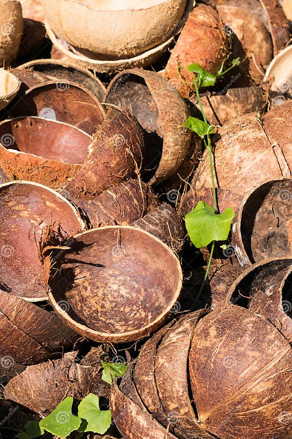 Coconut Shells with Green Vine Stock Photo - Image of market, natural ...