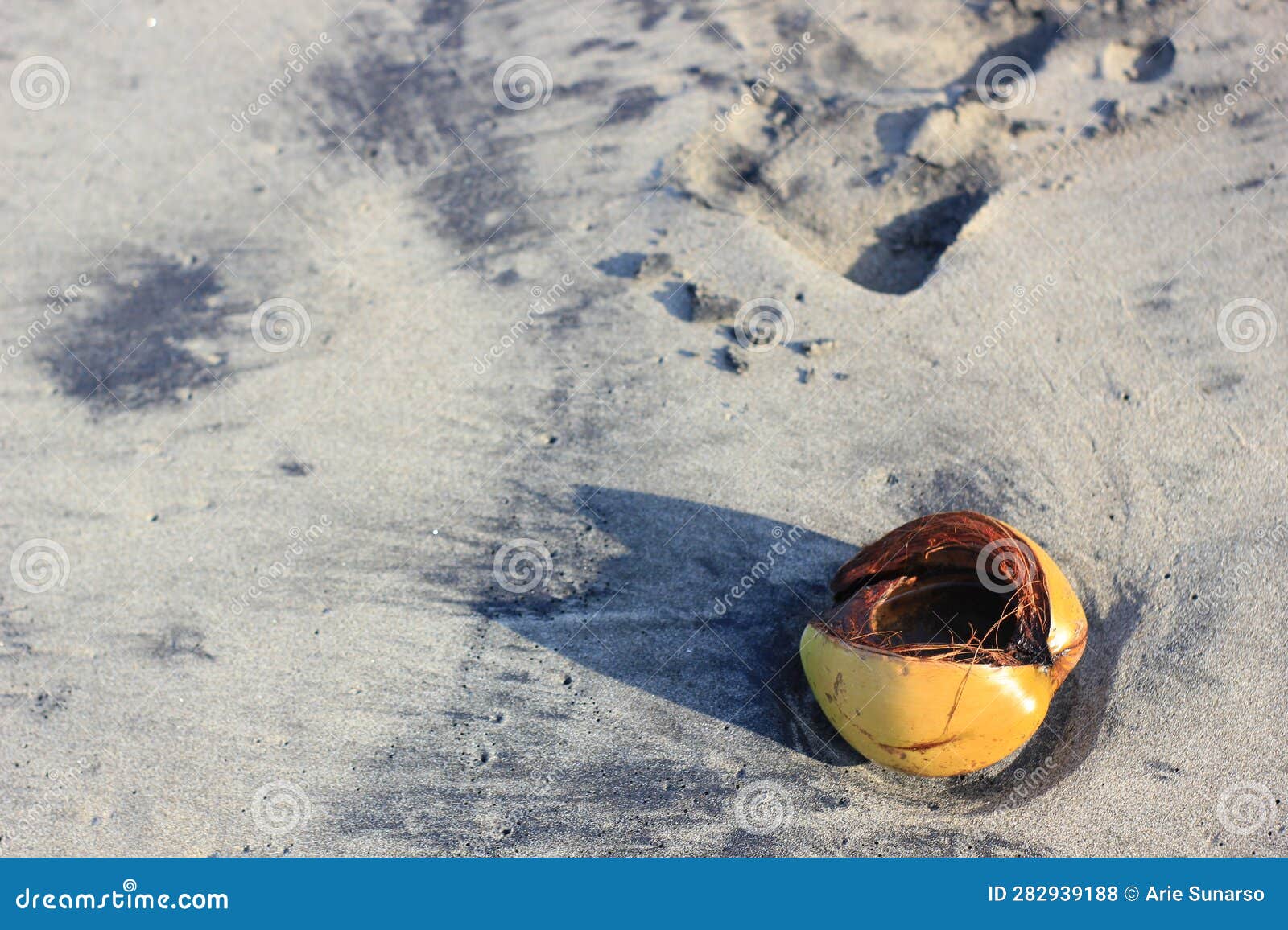 Coconut Shells that Have Been Opened Lying on the Beach Sand Stock ...