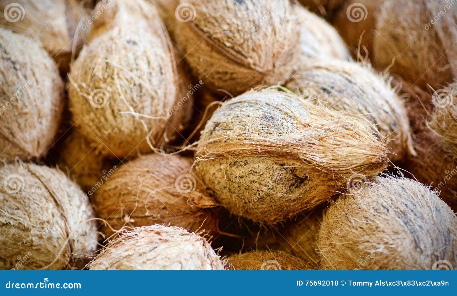 Coconut shells stock photo. Image of closeup, food, ingredient - 75692010