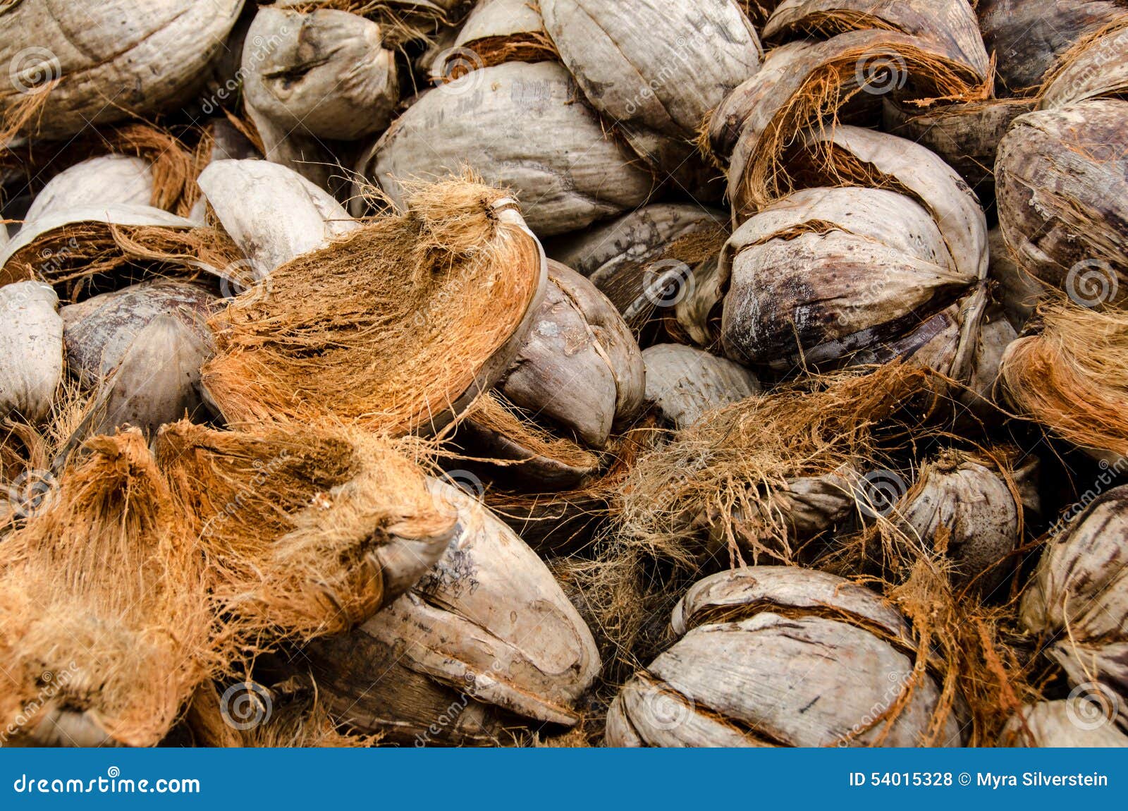Dried Coconut Leaves Texture Stock Photography | CartoonDealer.com ...