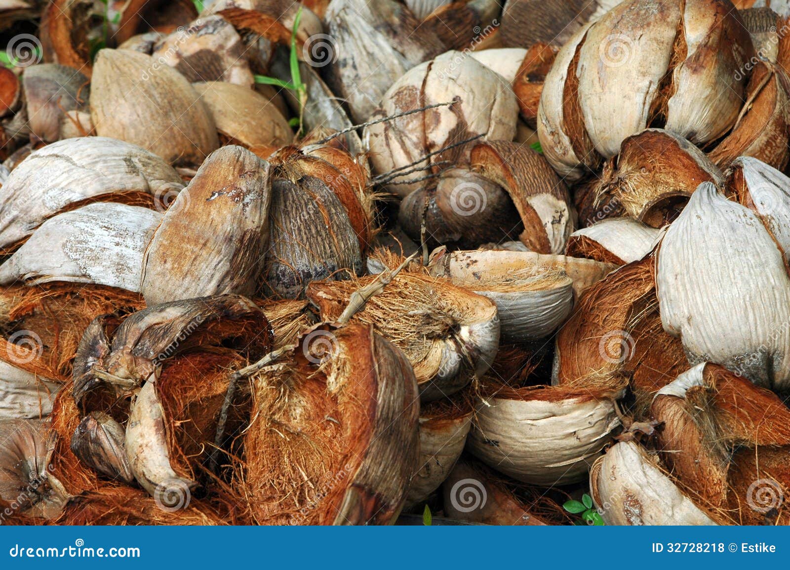 Coconut shells stock photo. Image of palm, discard, rural - 32728218