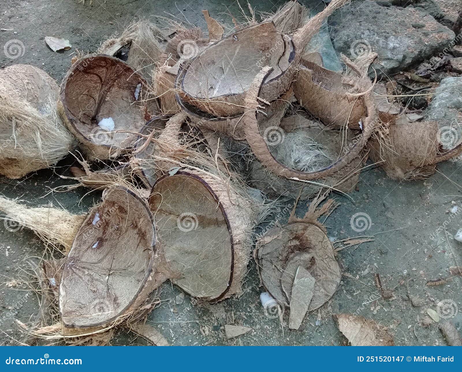 Coconut Shells Scattered on the Ground Stock Image - Image of coconut ...