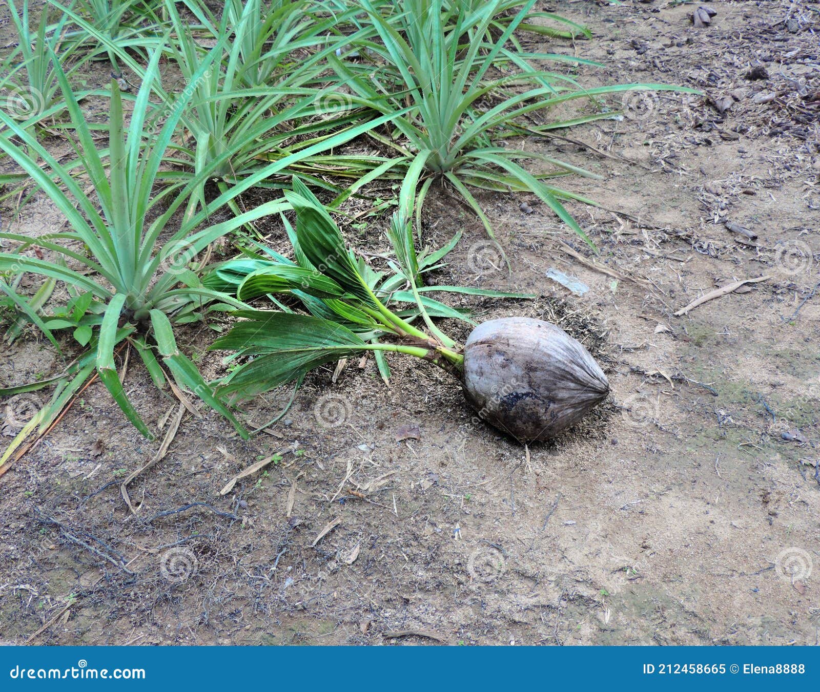 Coconut Shoot or Coconut Tree Seed is Growing on the Ground that are ...