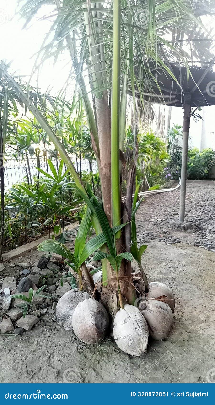Coconut Shoot or Coconut Tree Seed in Nursery that are Ready To Be ...