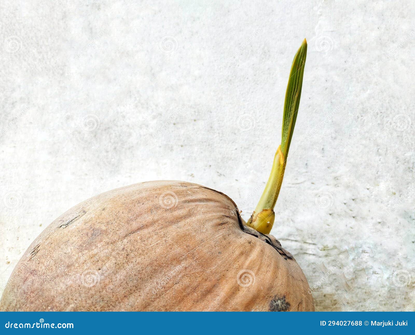 Coconut Shoots that Grow are Green ? Stock Photo - Image of coconut ...
