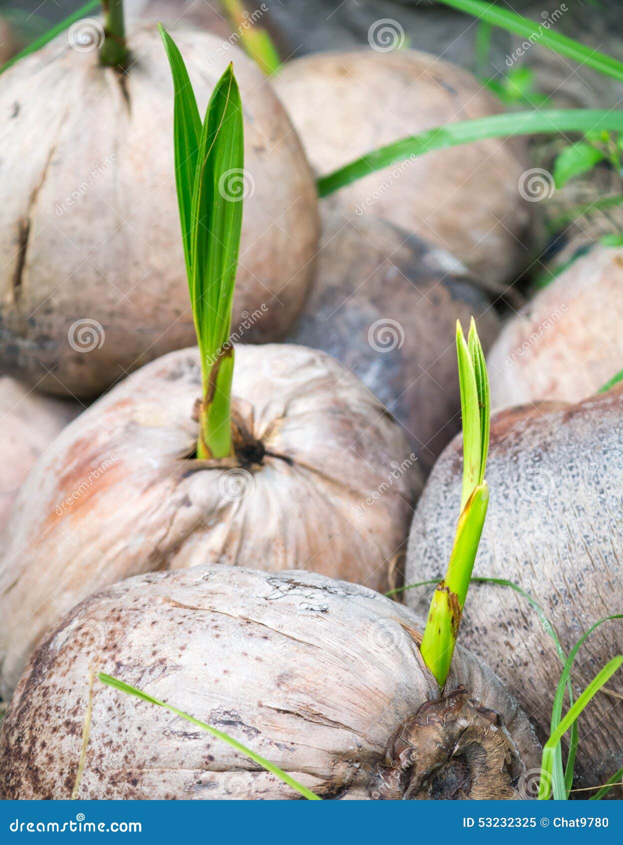 Coconut shoots stock image. Image of coconut, nature - 53232325
